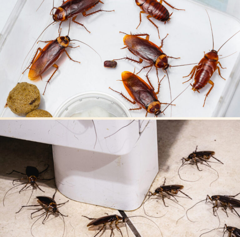 Cockroach Invasion Spotting Infestations Cockroach Control